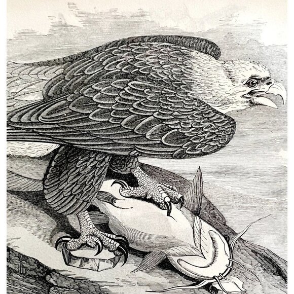 Art | Bald Eagle Eating Catfish Victorian 1856 Bird Art Plate Print ...